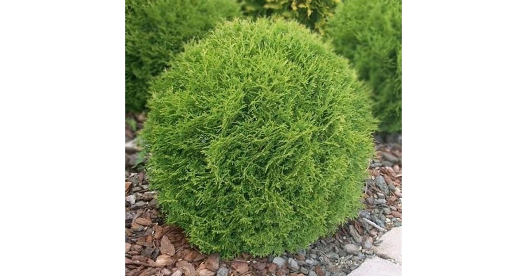 Thuja occidentalis 'Little Gem' – Nyugati tuja