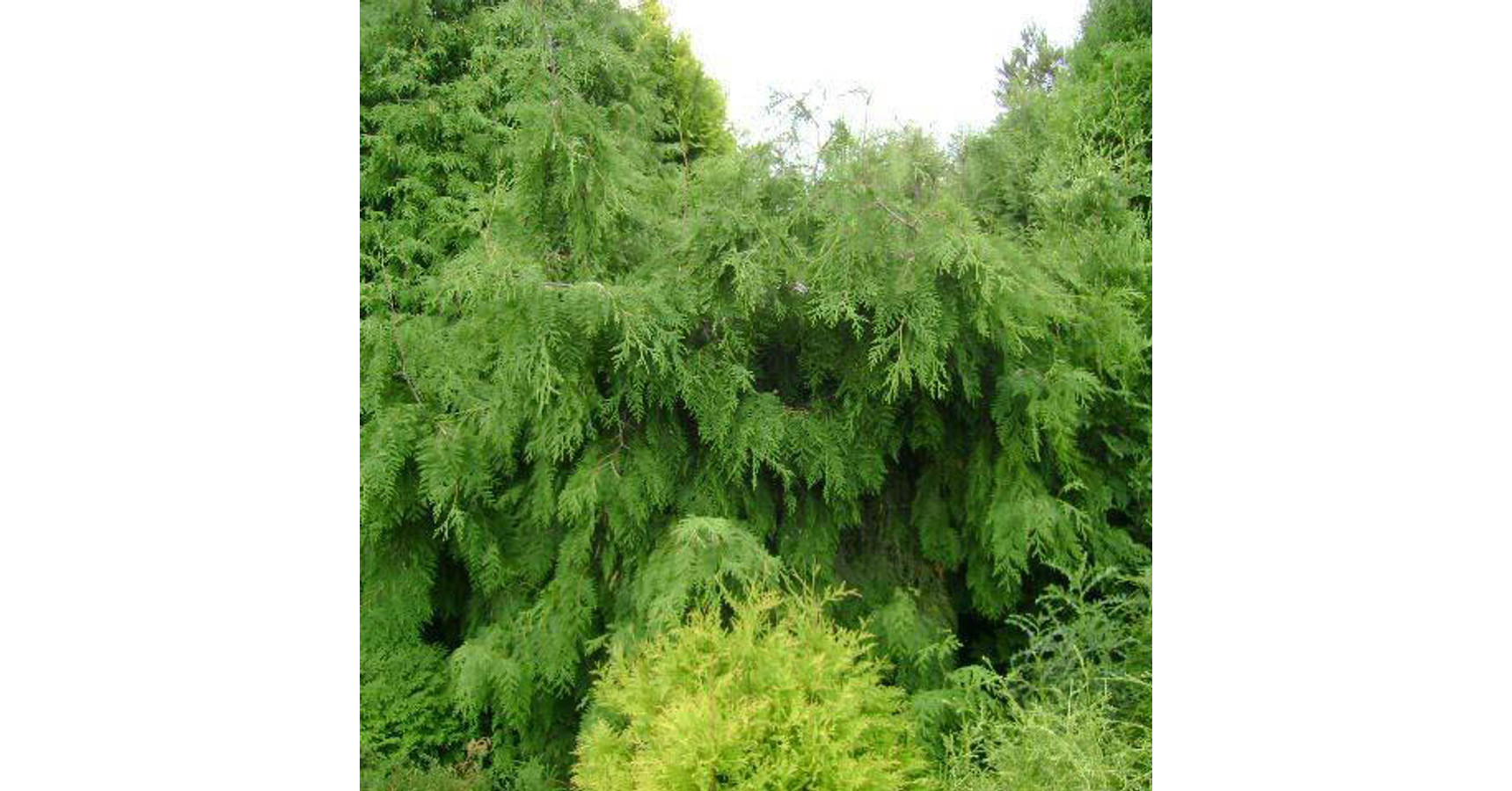 Thuja occidentalis 'Pendula' – Nyugati tuja