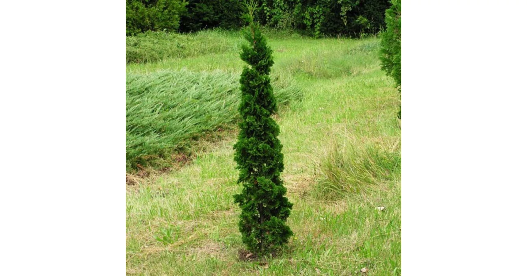Thuja occidentalis 'Spiralis Mini' – Nyugati tuja
