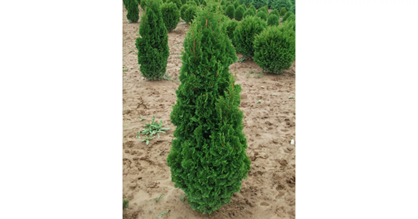 Thuja occidentalis 'Spiralis Németh' – Csavart nyugati tuja