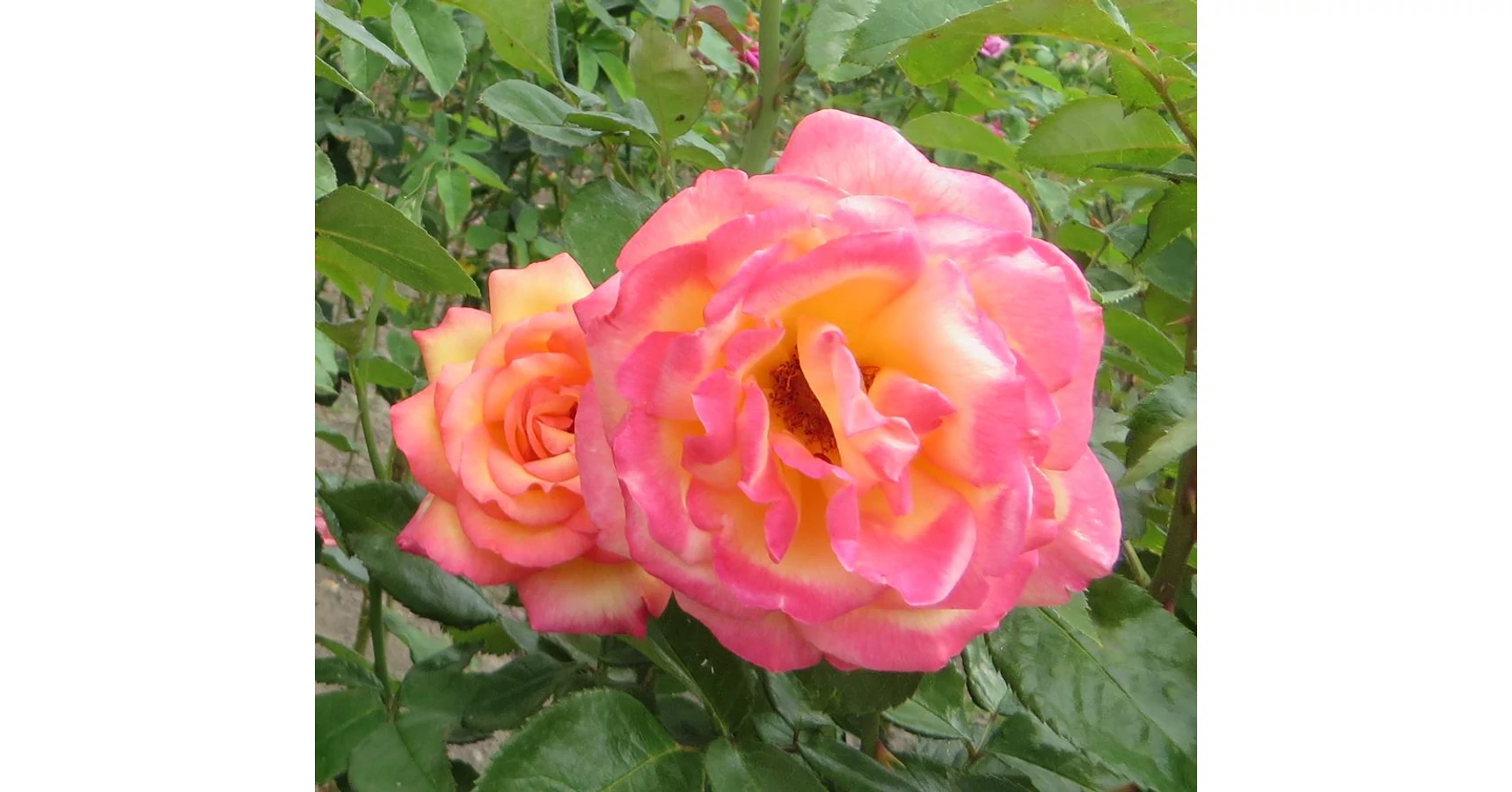 Rosa 'Rumba' - Narancssárga-sárga, magastörzsű rózsaoltvány