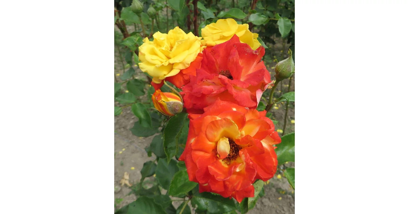 Rosa 'Samba® (Korcapas)' - Piros szélű, sárga, magastörzsű rózsaoltvány