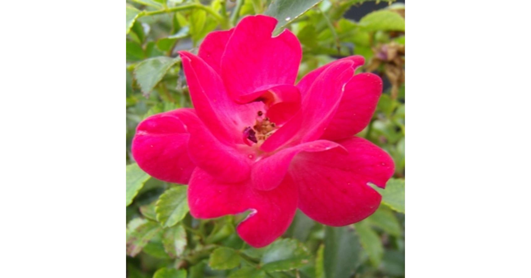 Rosa 'Red Fairy' - Piros talajtakaró rózsa