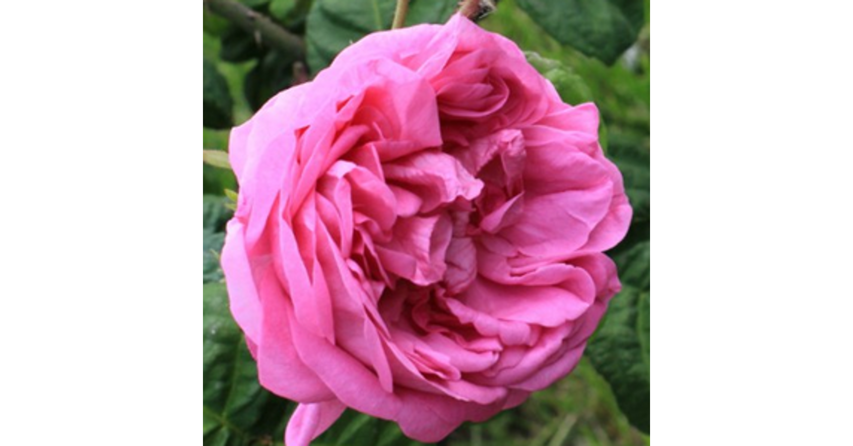 Rosa 'Bullata' – sötét rózsaszín történelmi - centifolia rózsa