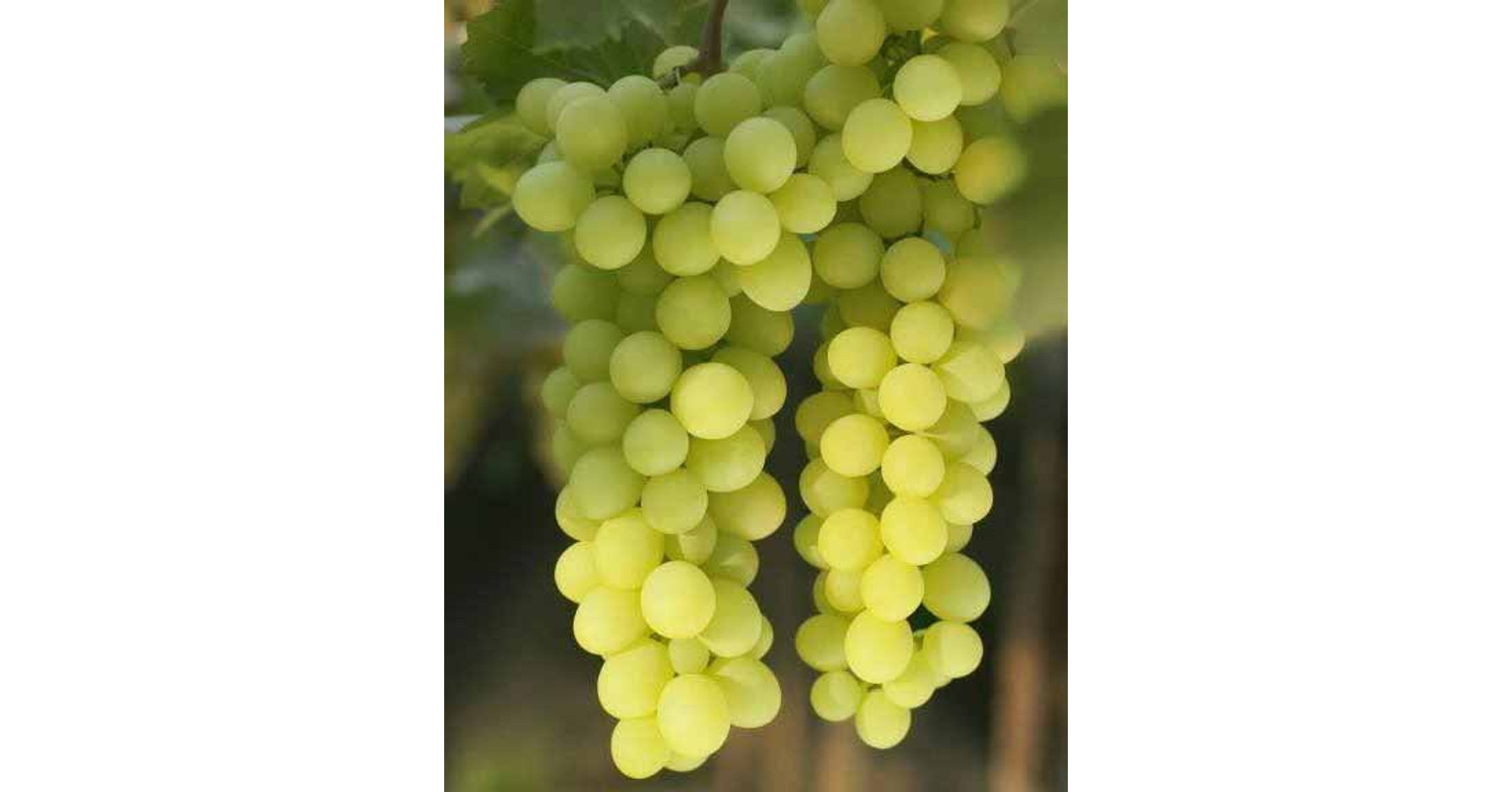 'Sugraone Seedless' magvatlan csemegeszőlő