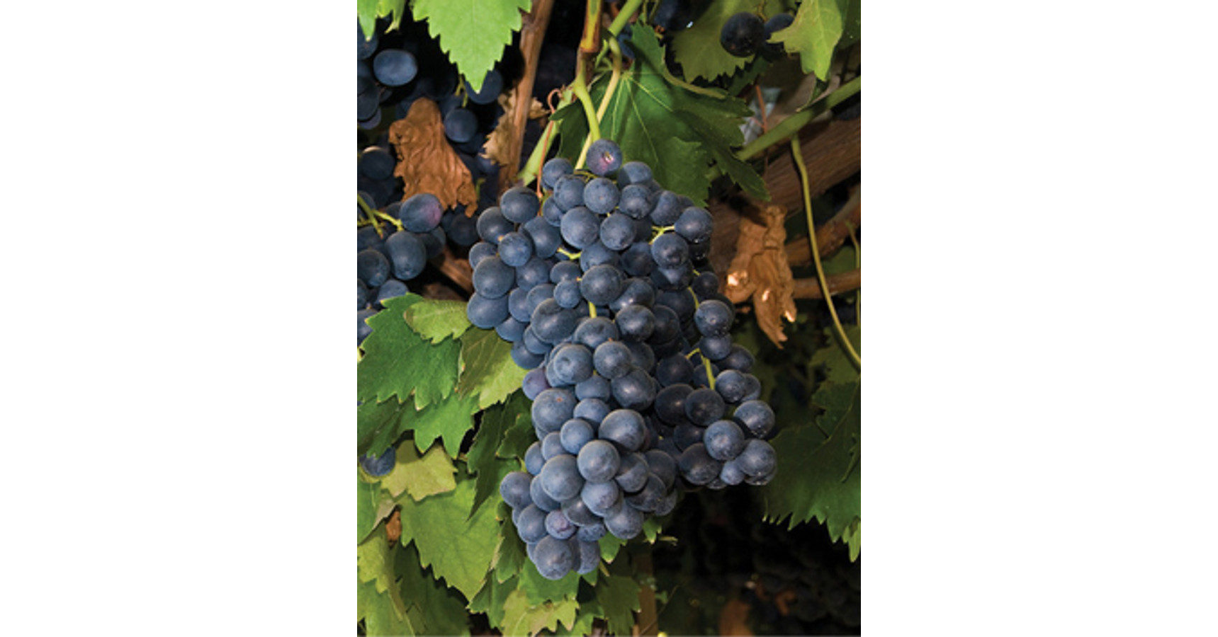 'Summer Royal' kék magnélküli csemegeszőlő