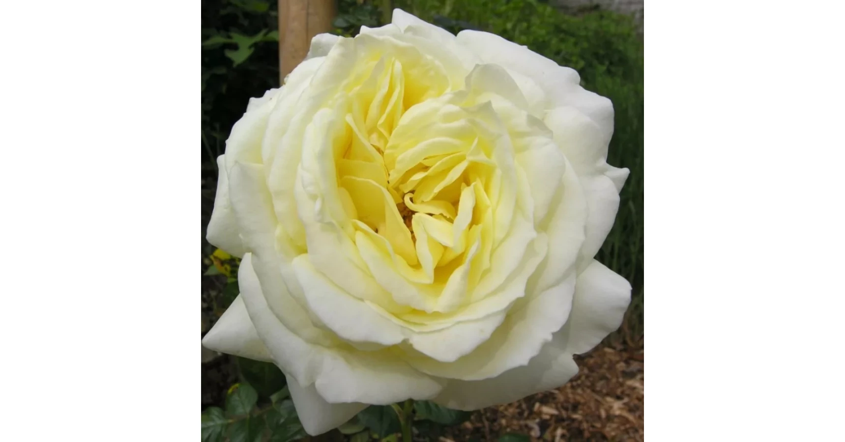 Rosa 'Fubu' - sárga - climber, futó rózsa