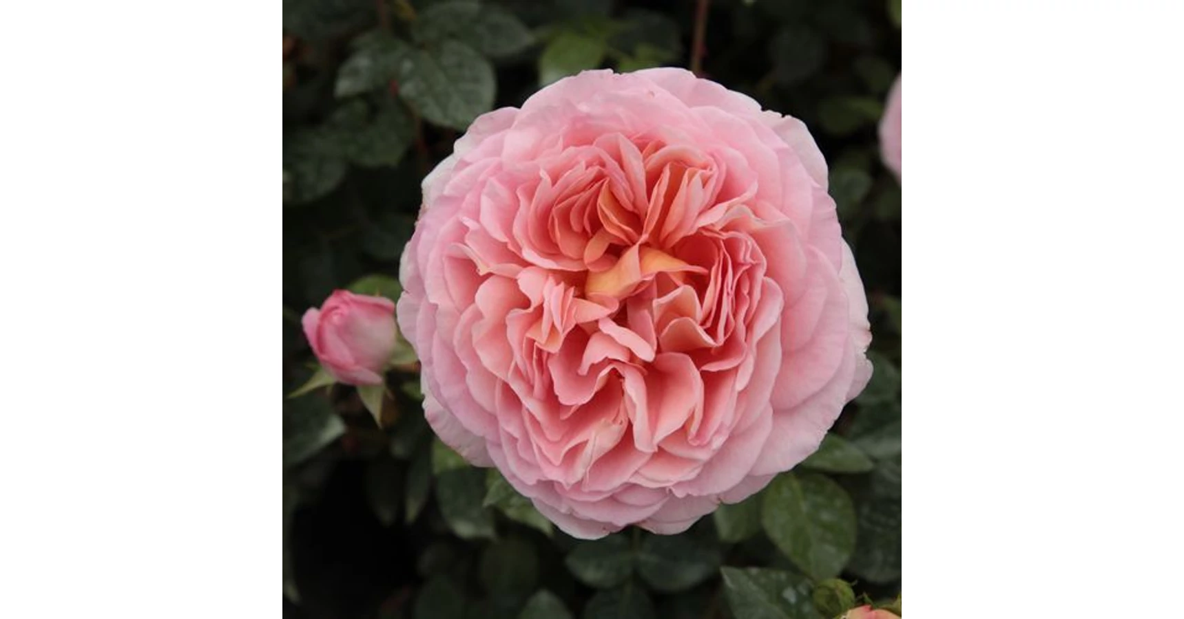 Rosa 'Candy Rain™' - rózsaszín - angol rózsa