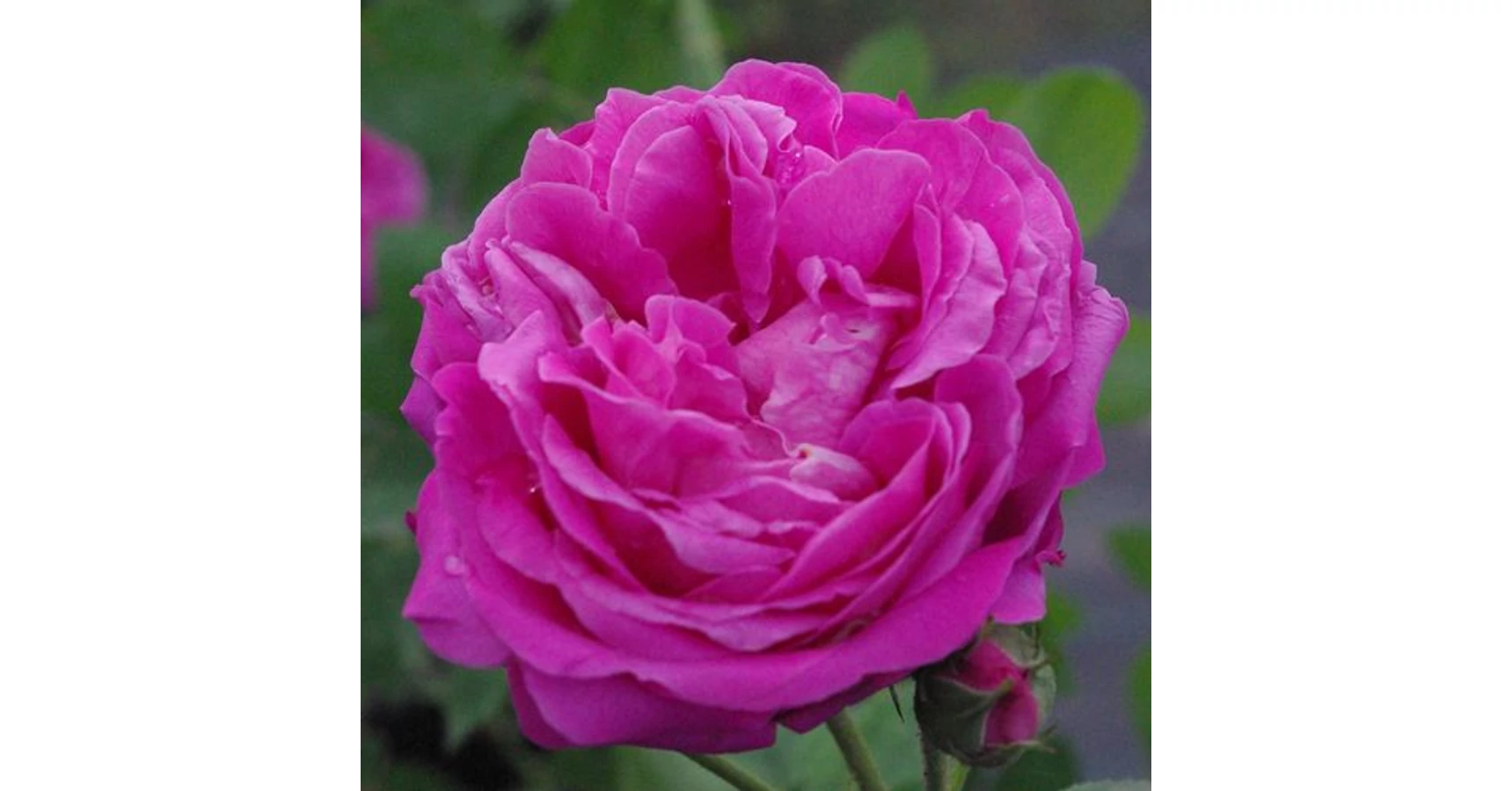 Rosa 'Duchesse de Rohan' - rózsaszín - történelmi - portland rózsa