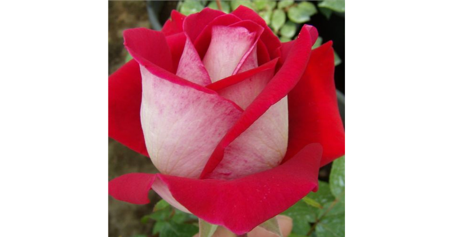 Rosa 'Bajazzo®' - vörös - teahibrid rózsa