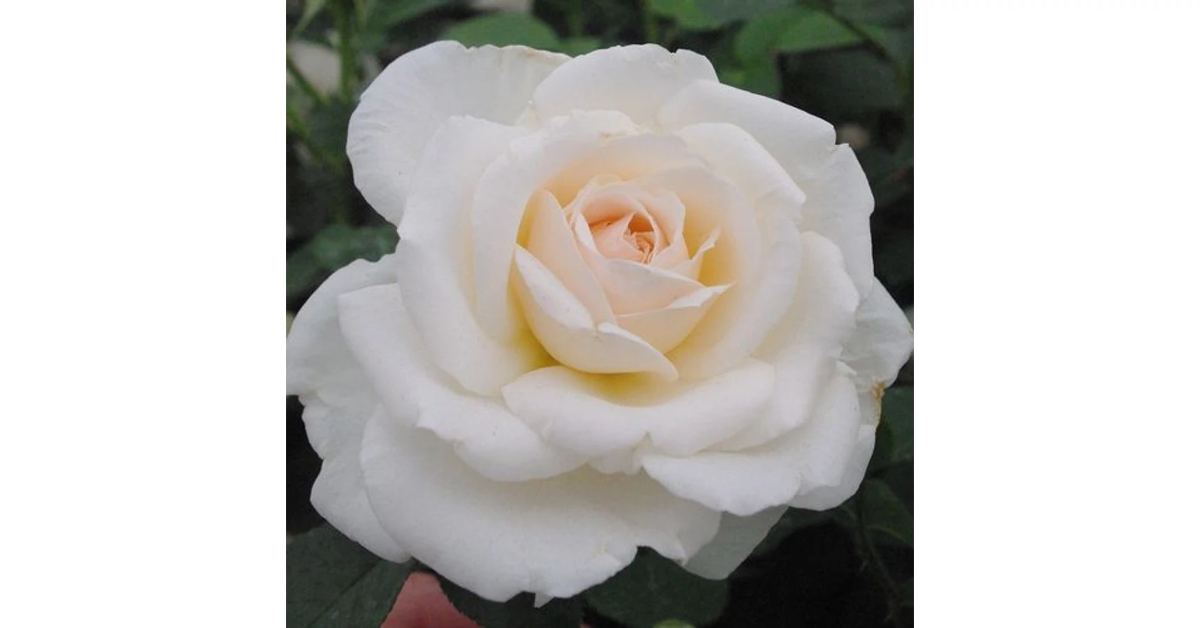 Rosa 'Márton Áron' - fehér - teahibrid rózsa