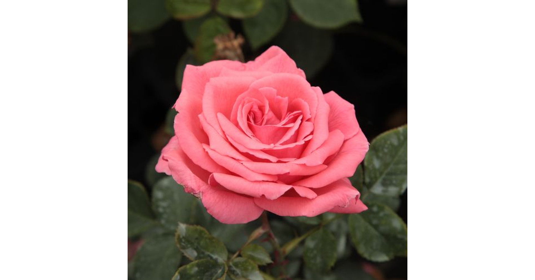 Rosa 'Pariser Charme' - rózsaszín - teahibrid rózsa