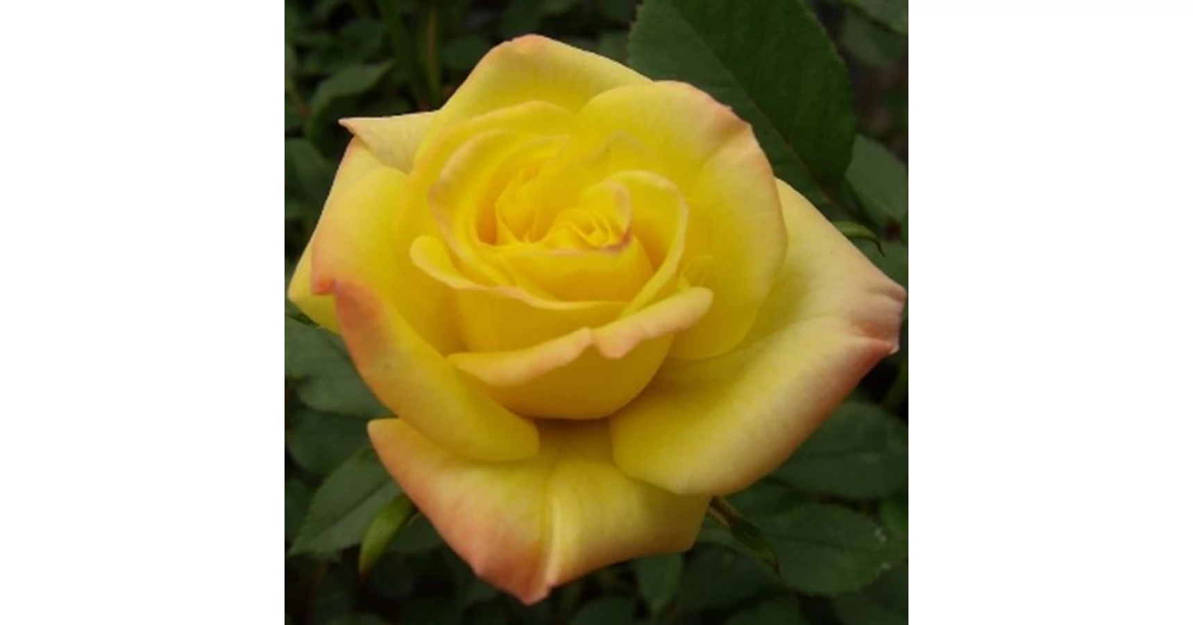 Rosa 'Mandarin®' - sárga - törpe - mini rózsa