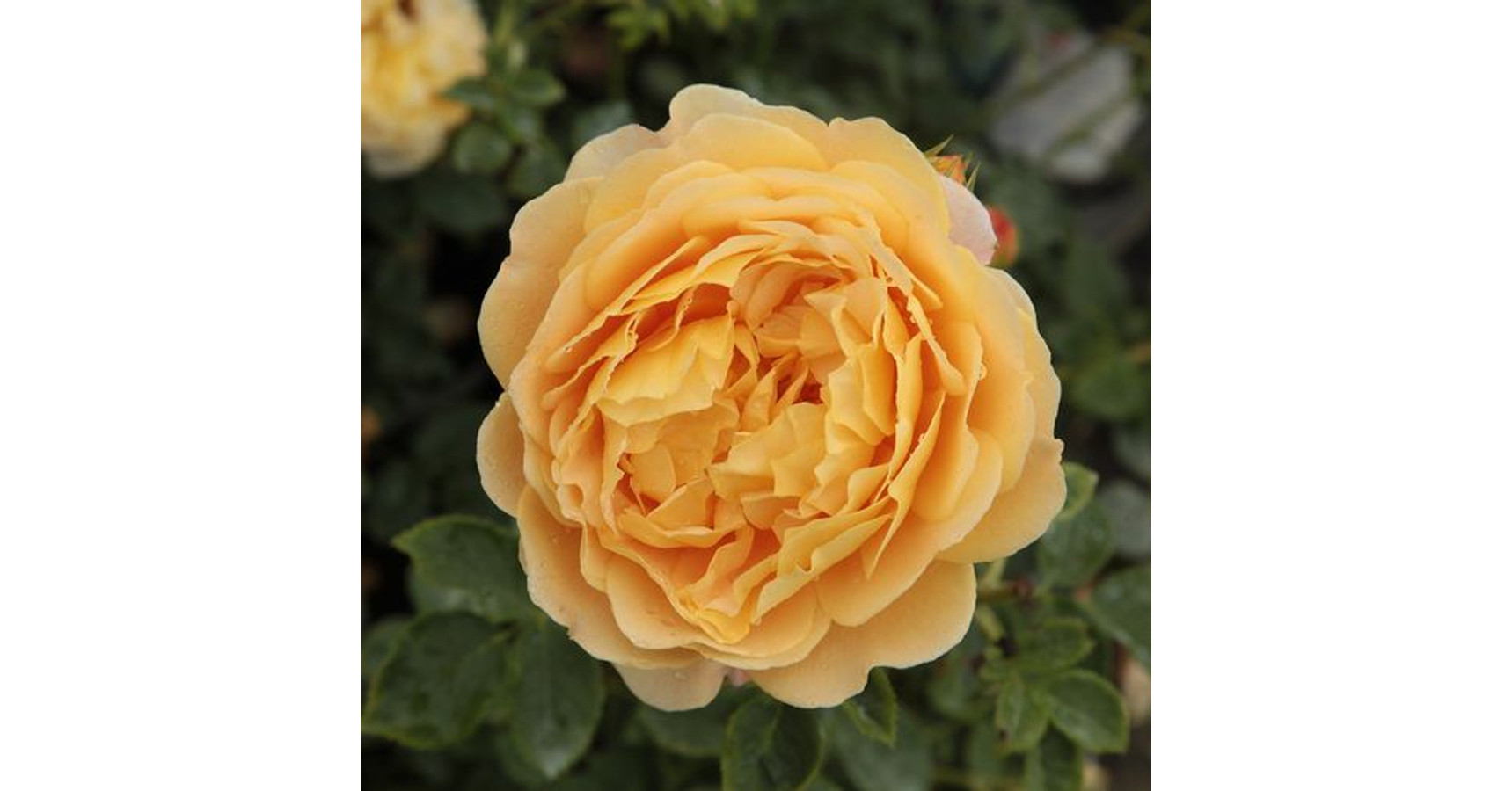 Rosa 'Ausgold' - sárga - angol rózsa