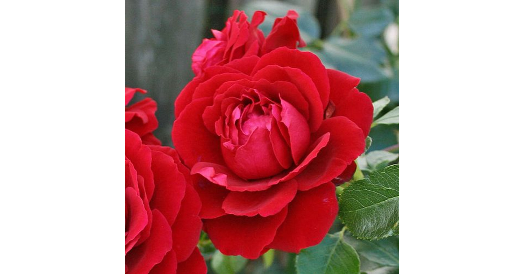 Rosa 'Grand Award ®' - piros - climber, futó rózsa