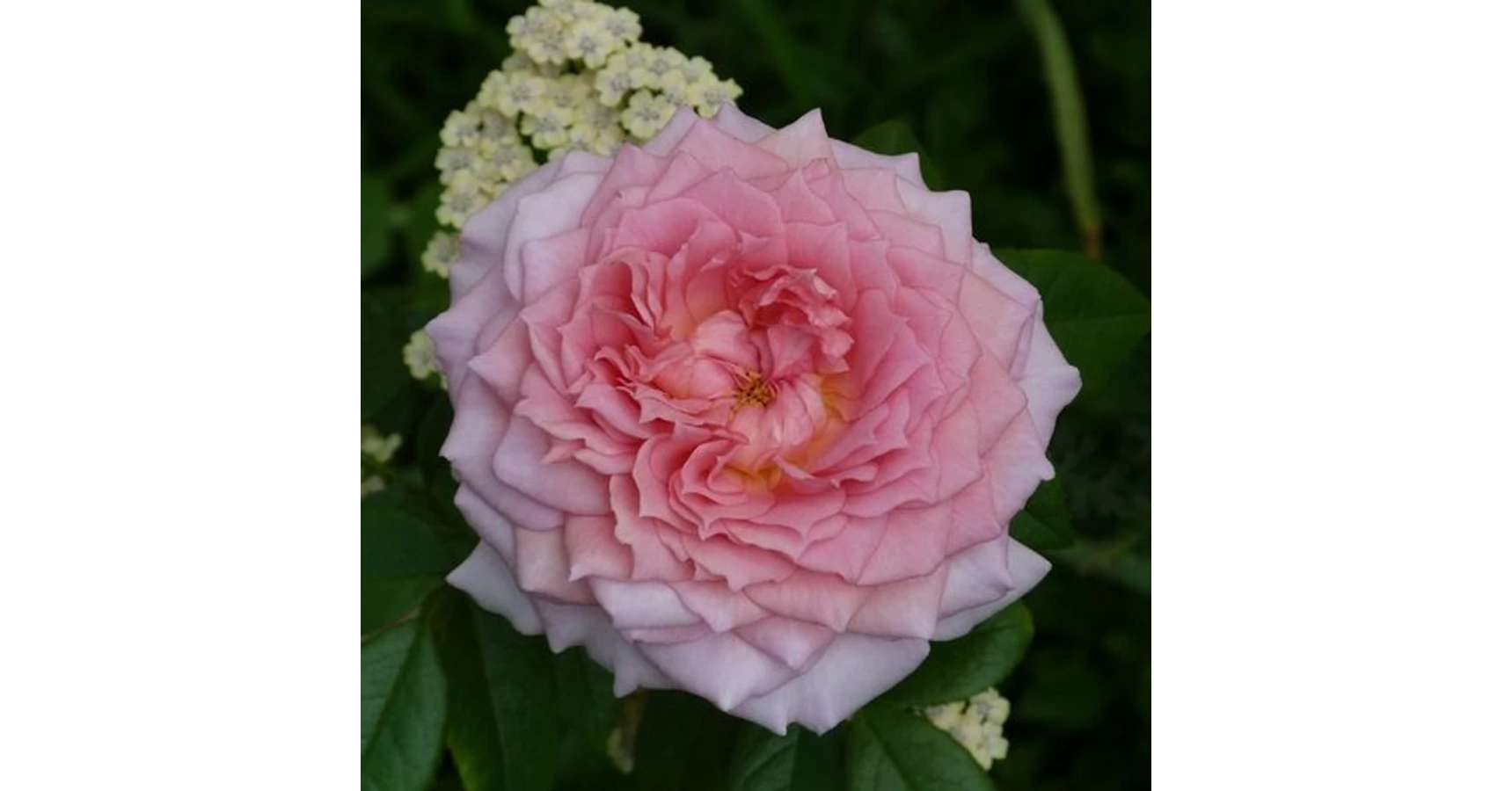 Rosa 'Inge's Rose' - rózsaszín - nosztalgia rózsa