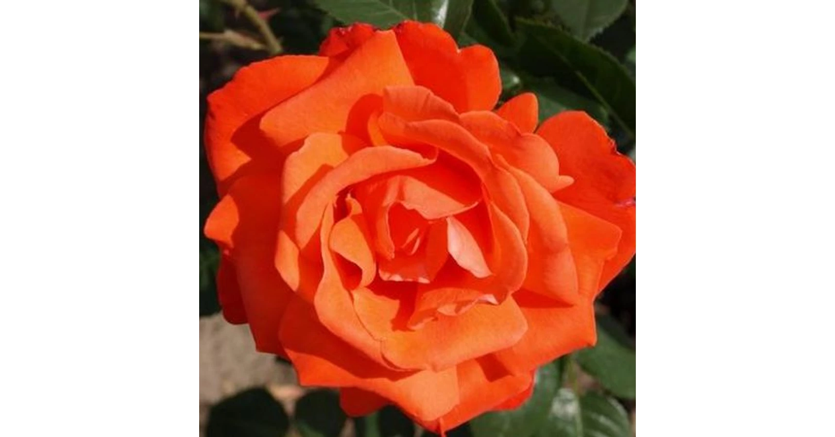 Rosa 'Alexander™' - narancssárga - teahibrid rózsa