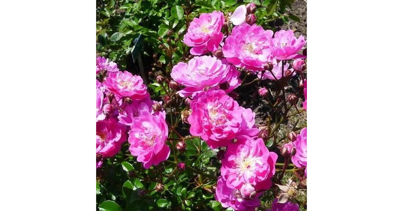 Rosa 'Kodály Zoltán' - rózsaszín - virágágyi polianta rózsa