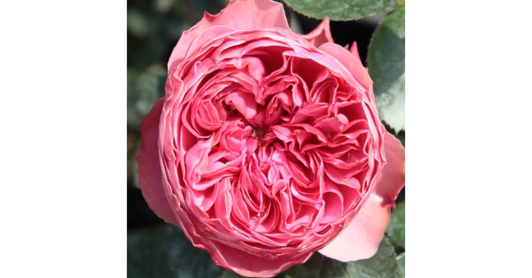 Rosa 'Leonardo da Vinci®' - rózsaszín - nosztalgia rózsa