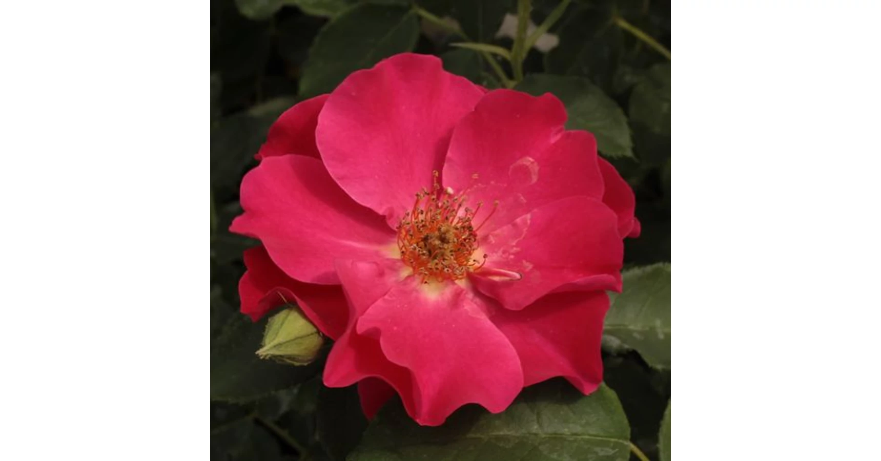 Rosa 'Anna Mège™' - vörös - virágágyi floribunda rózsa