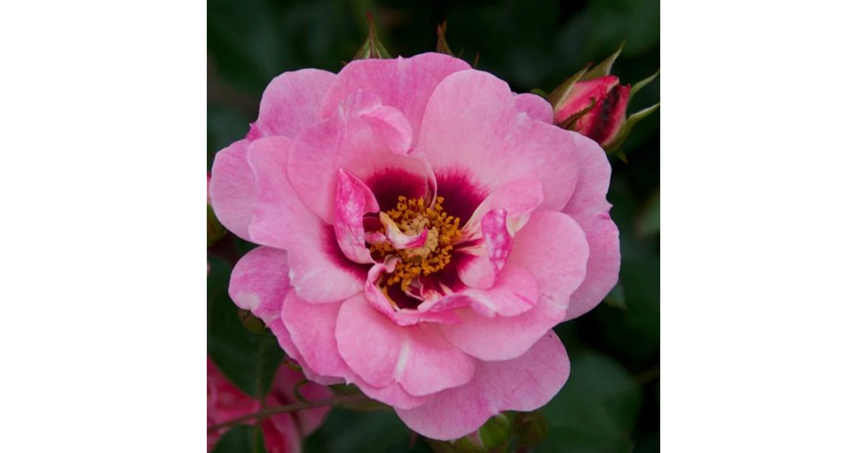 Rosa 'Esther Queen of Persia™' - rózsaszín - virágágyi floribunda rózsa