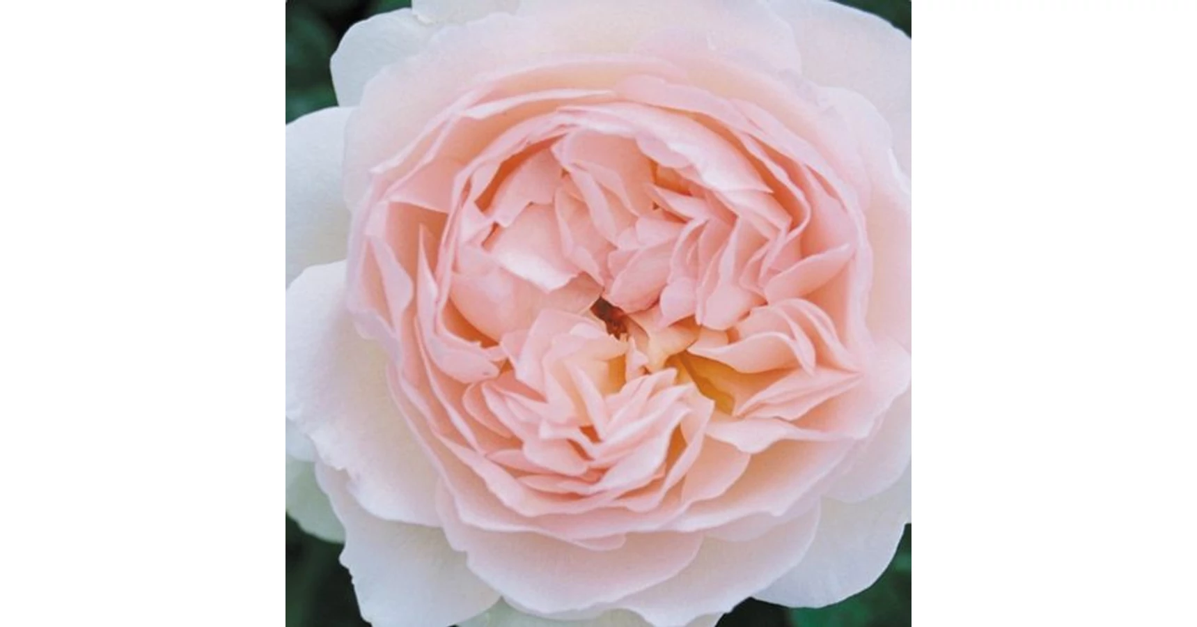Rosa 'Ausreef' - rózsaszín - angol rózsa