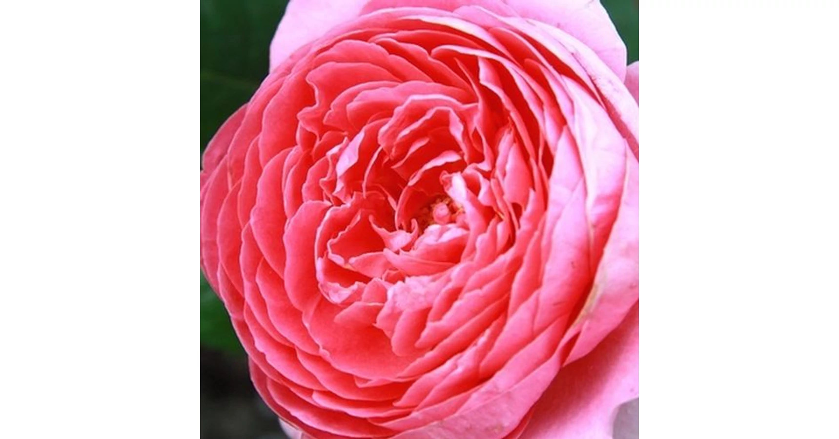 Rosa 'Amandine Chanel™' - rózsaszín - nosztalgia rózsa