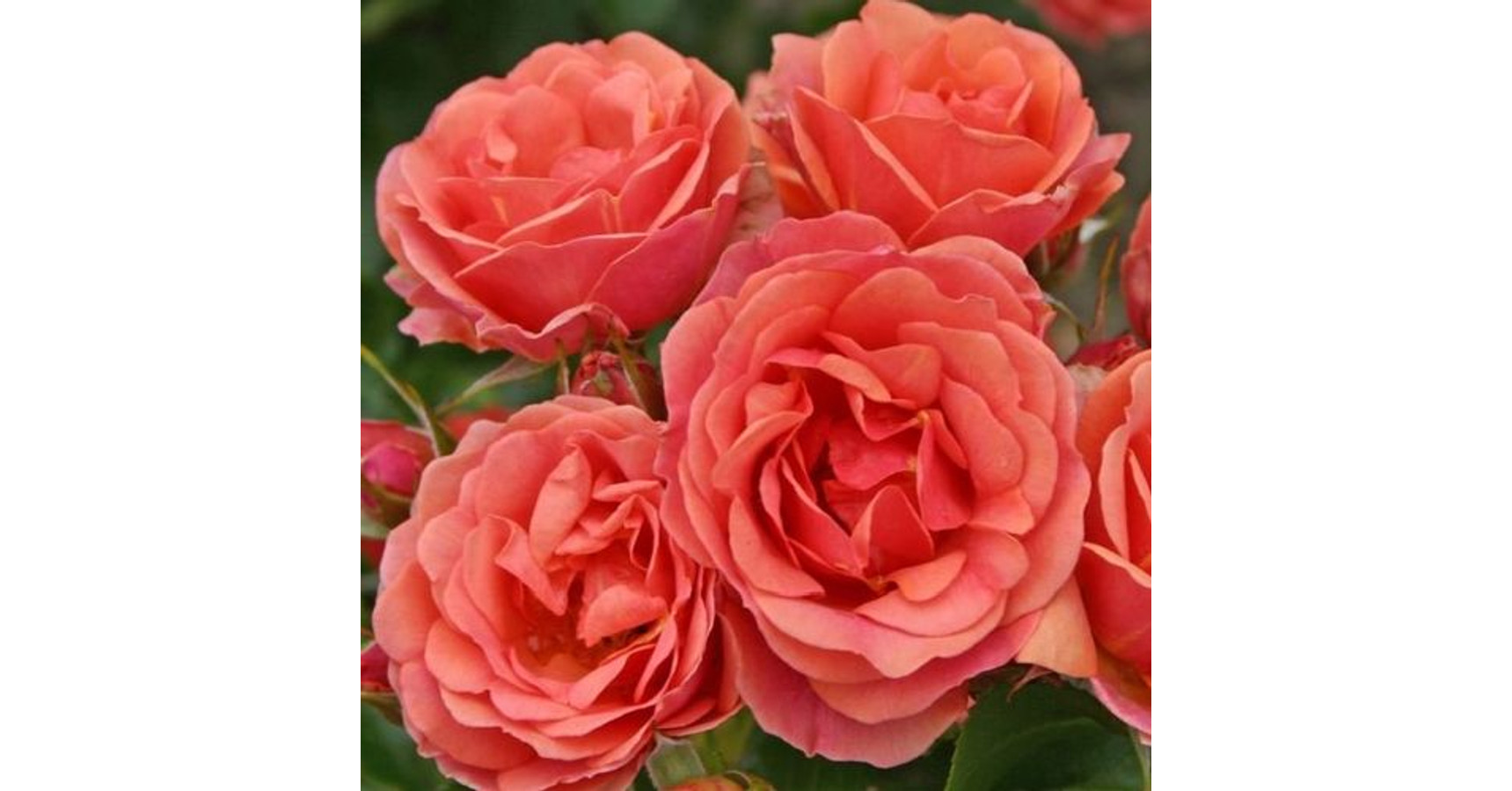 Rosa 'Mandarin ®' - vörös - törpe - mini rózsa