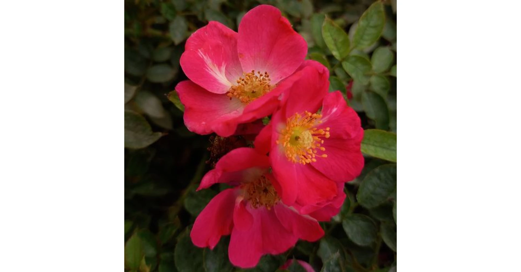 Rosa 'Bay™' - rózsaszín - törpe - mini rózsa