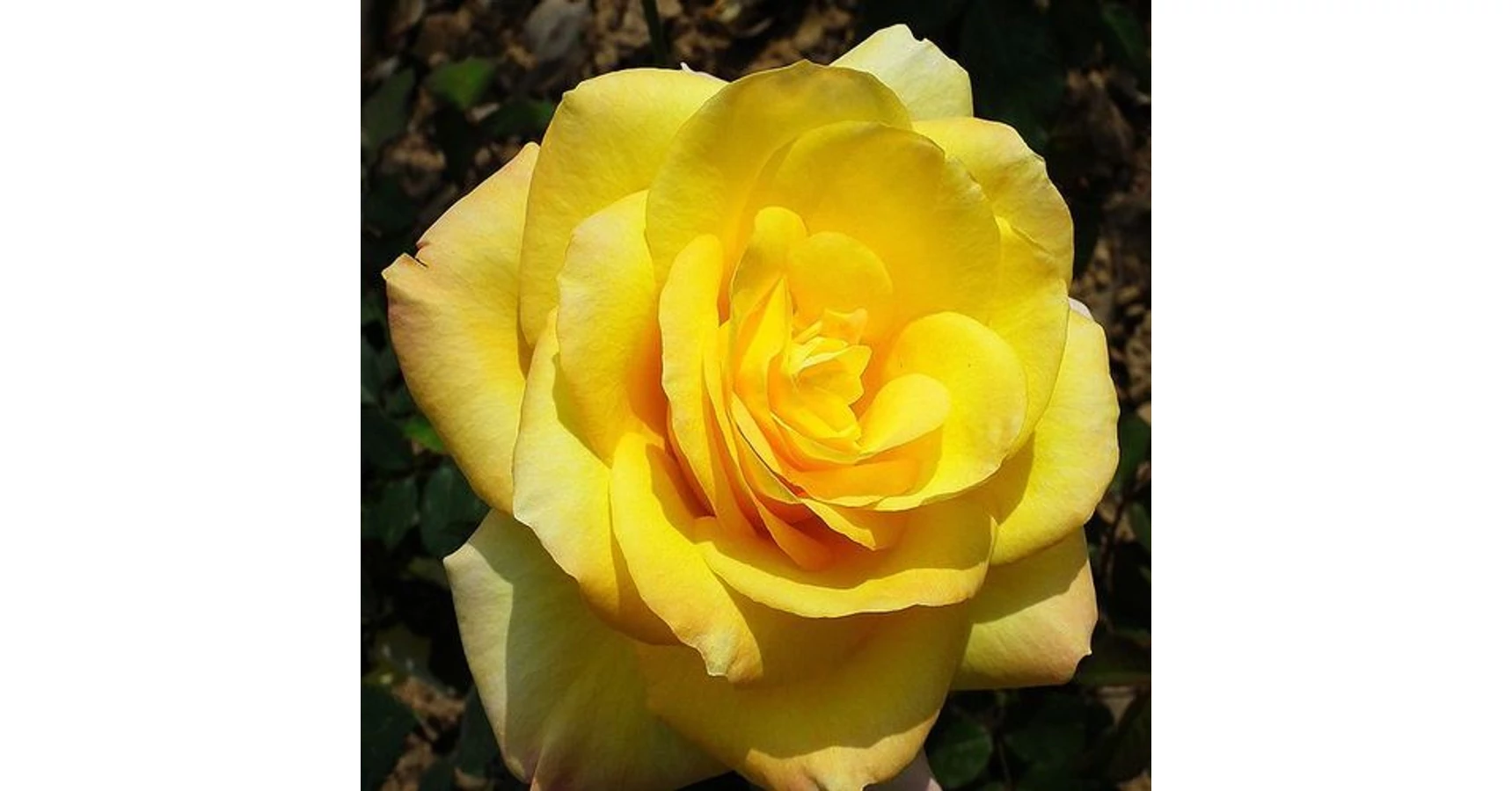 Rosa 'King's Ransom™' - sárga - teahibrid rózsa