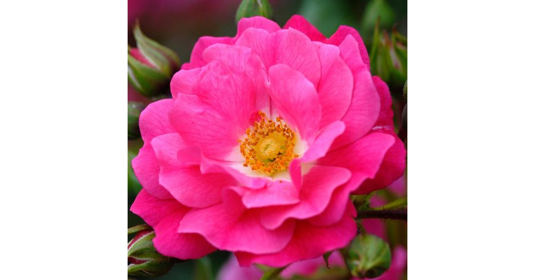 Rosa 'Noatraum' - rózsaszín - talajtakaró rózsa