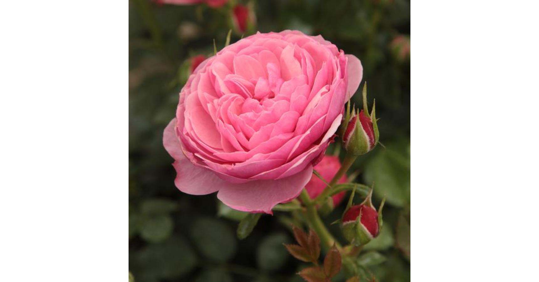 Rosa 'Punch™' - rózsaszín - törpe - mini rózsa