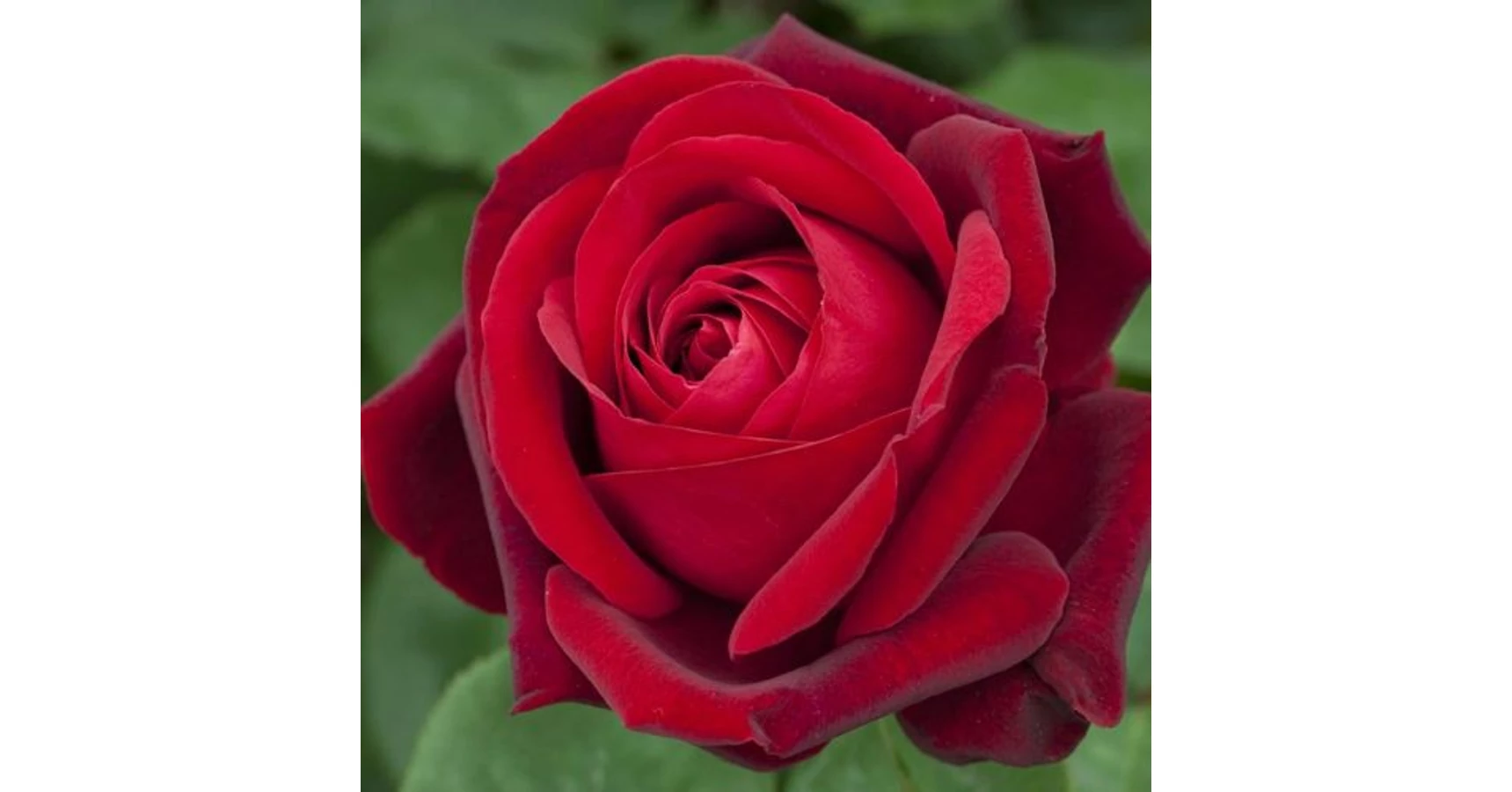 Rosa 'Edith Piaf®' - vörös - teahibrid rózsa