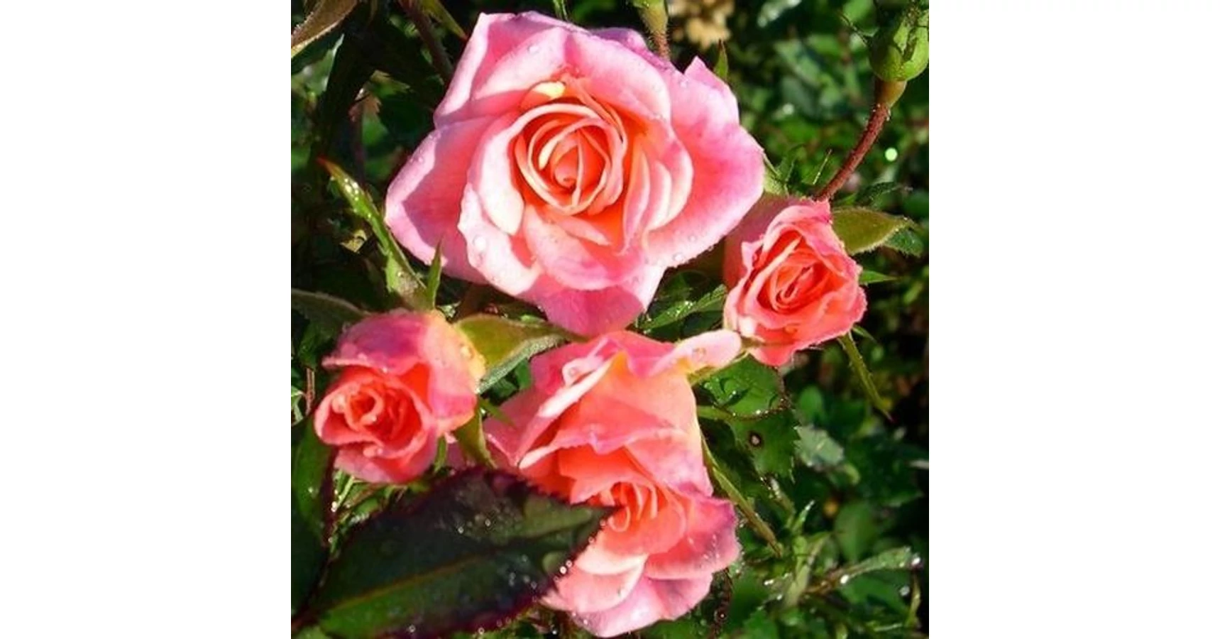 Rosa 'Pride of Tryon'