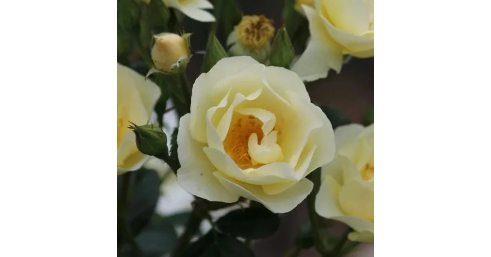 Rosa 'Amourin' - sárga - parkrózsa