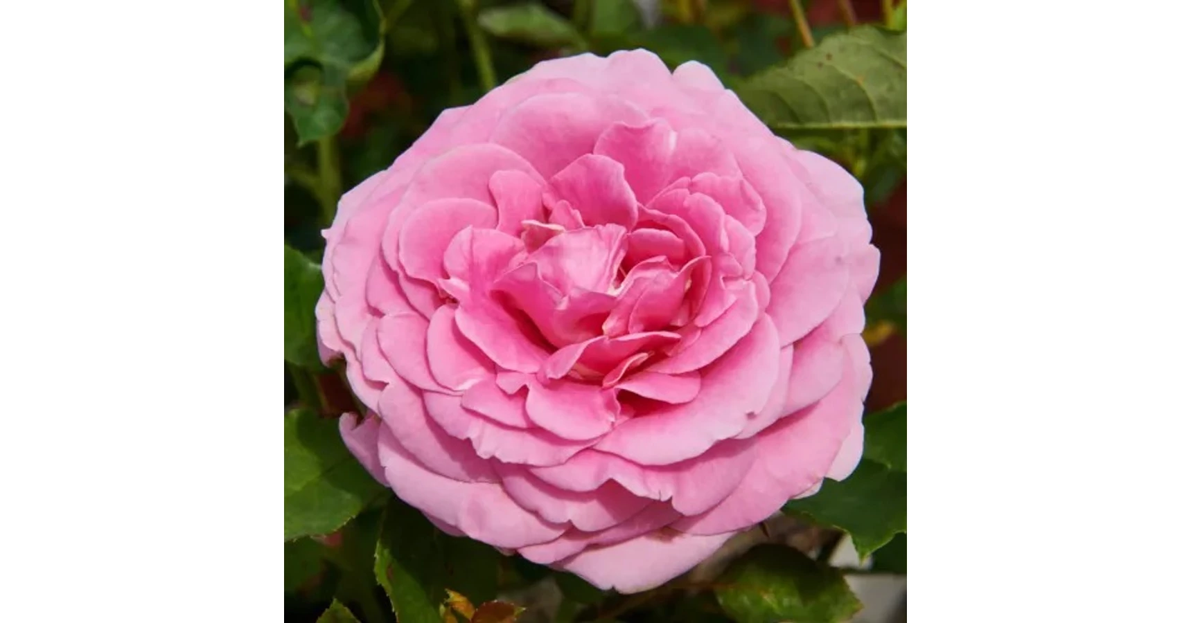 Rosa 'Miranda™' - rózsaszín - nosztalgia rózsa