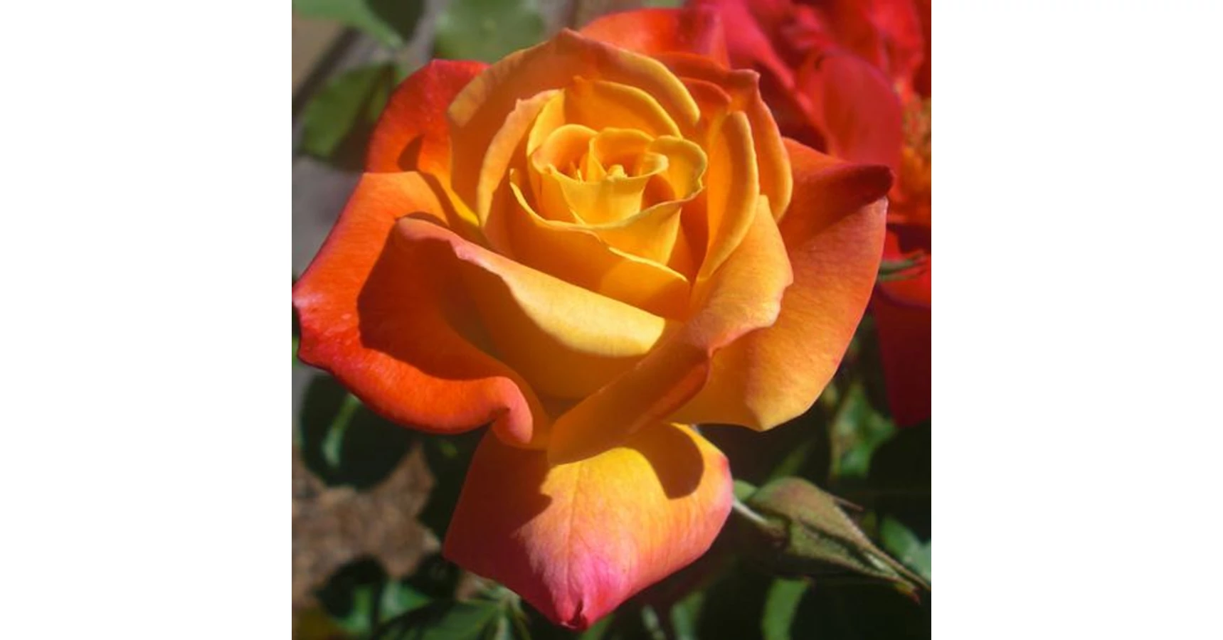 Rosa 'Joseph's Coat' - narancssárga - climber, futó rózsa