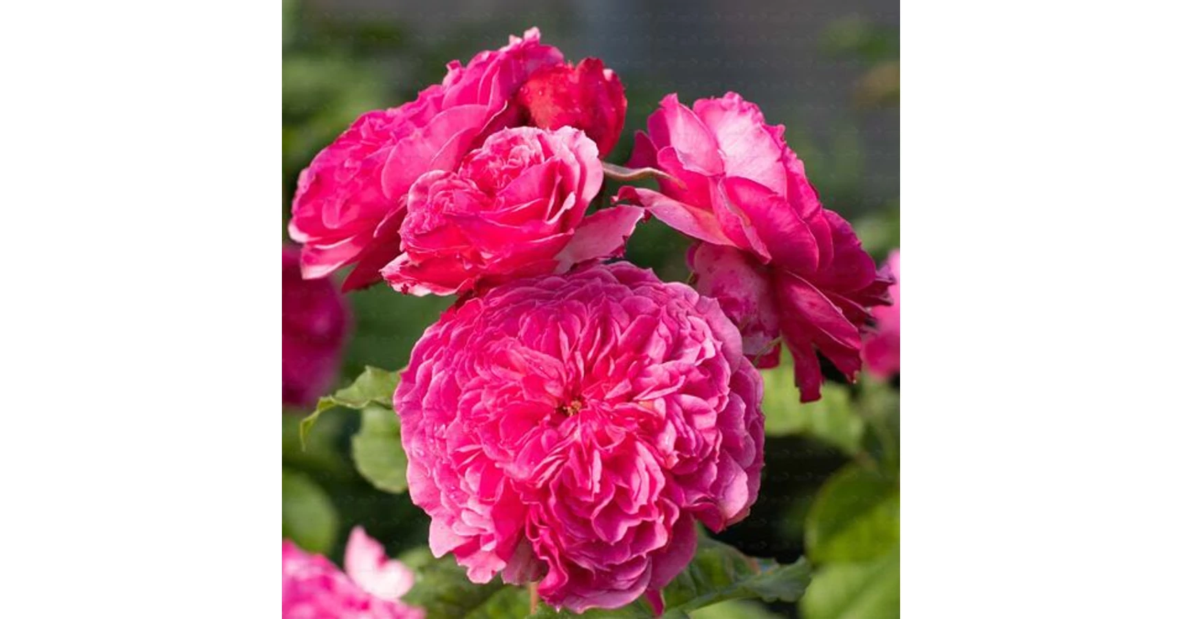 Rosa 'Theo Clevers™' - rózsaszín - virágágyi floribunda rózsa