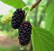 Díszfák széles választéka kertészetemben!