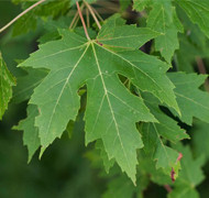 Juharfa facsemete vásárlás a Megyeri kertészetben!