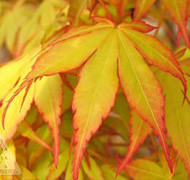 Juharfa facsemete vásárlás a Megyeri kertészetben!