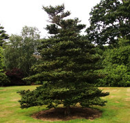 Fenyőfa fajták széles választéka a Megyeri kertészetben!