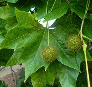 Díszfák széles választéka kertészetemben!