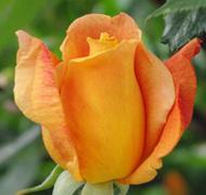 Rózsatő rendelése kedvező áron - Megyeri Szabolcs