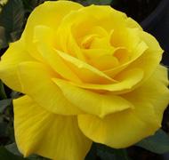 Rózsatő rendelése kedvező áron - Megyeri Szabolcs