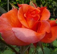 Rózsatő rendelése kedvező áron - Megyeri Szabolcs