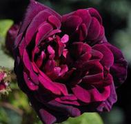 Rózsatő rendelése kedvező áron - Megyeri Szabolcs