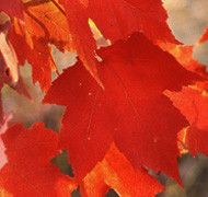 Juharfa facsemete vásárlás a Megyeri kertészetben!