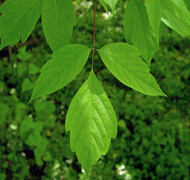 Juharfa facsemete vásárlás a Megyeri kertészetben!