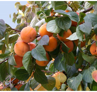 Különleges, egzotikus gyümölcs csemeték várják itt